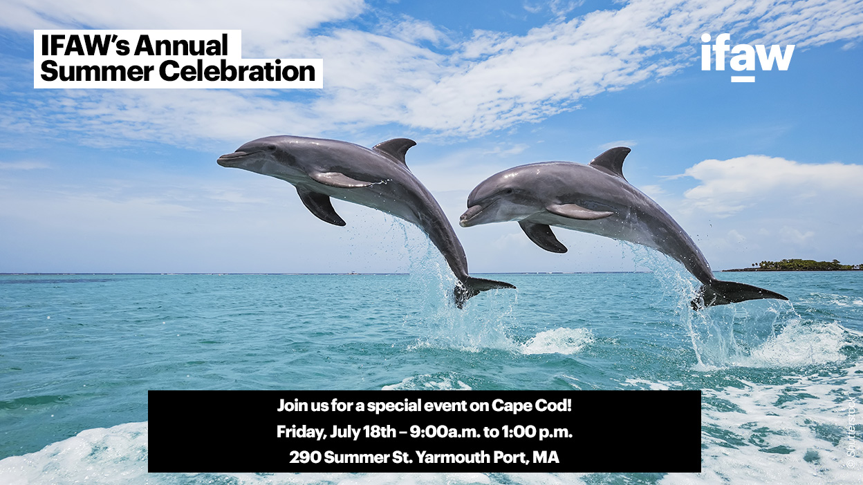 Register for IFAW’s Annual Summer Celebration